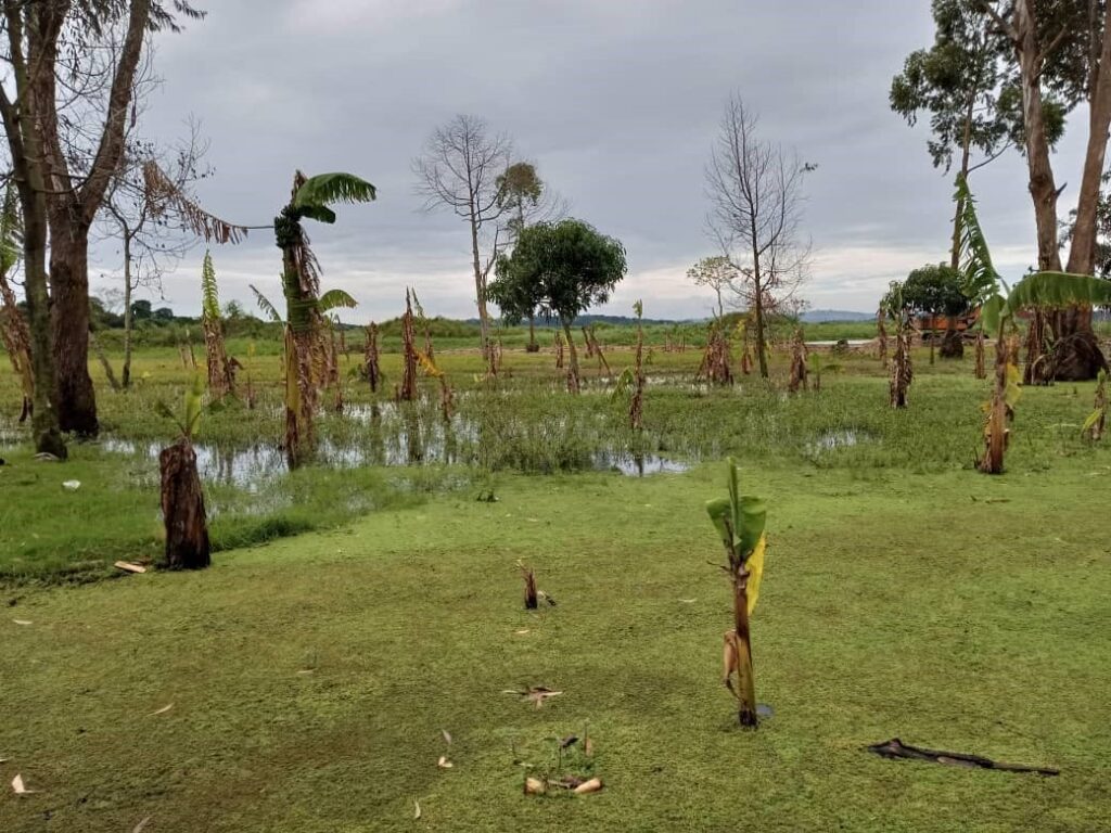 Bread and Water for Africa® Hopes to Restore Banana Plantation for ...